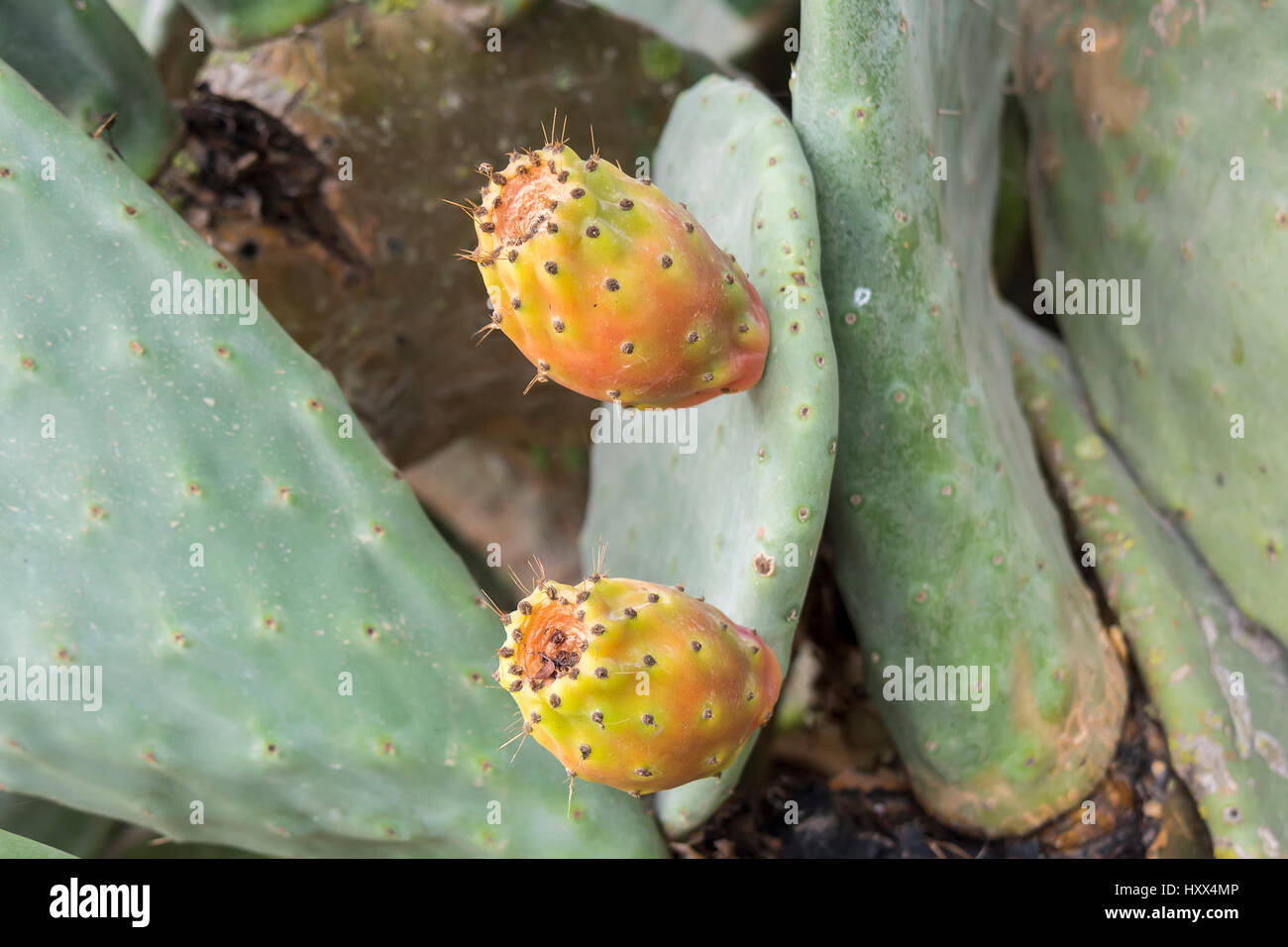 Cactaceae, Opuntia, prickly pears cactus fruitsand Stock Photo - Alamy