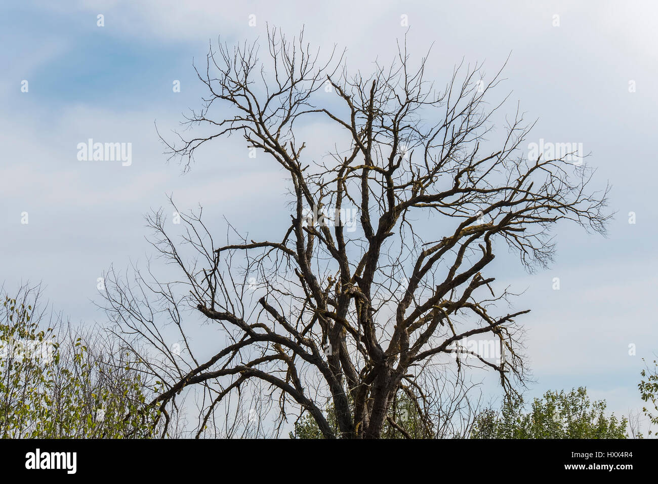 Dry tree in the middle of nature Stock Photo - Alamy