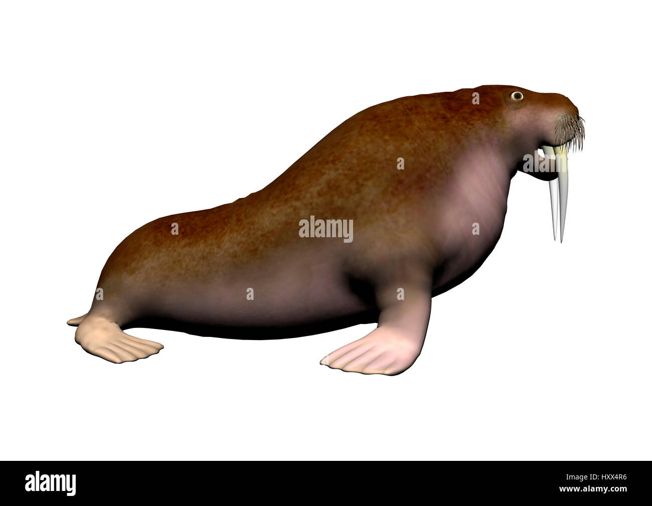 3D rendering of a walrus isolated on white background Stock Photo - Alamy