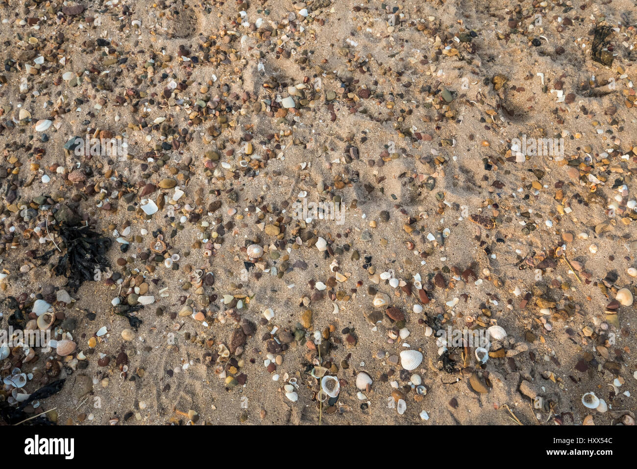 Looking down on the variety of shells, stones, pebbles, seaweed and ...