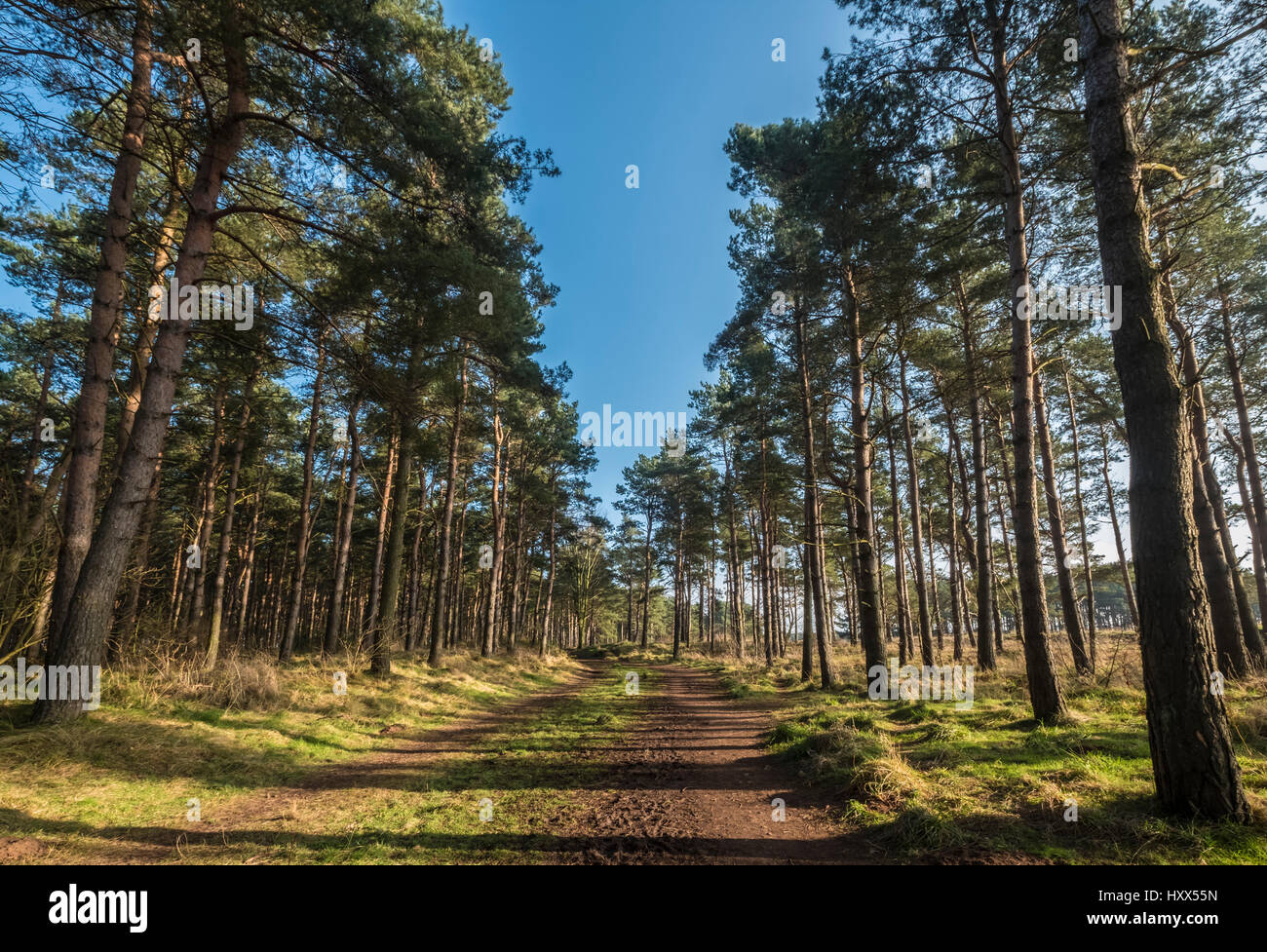 Sun shining through the trees in a Scottish forest casting shadows on a ...