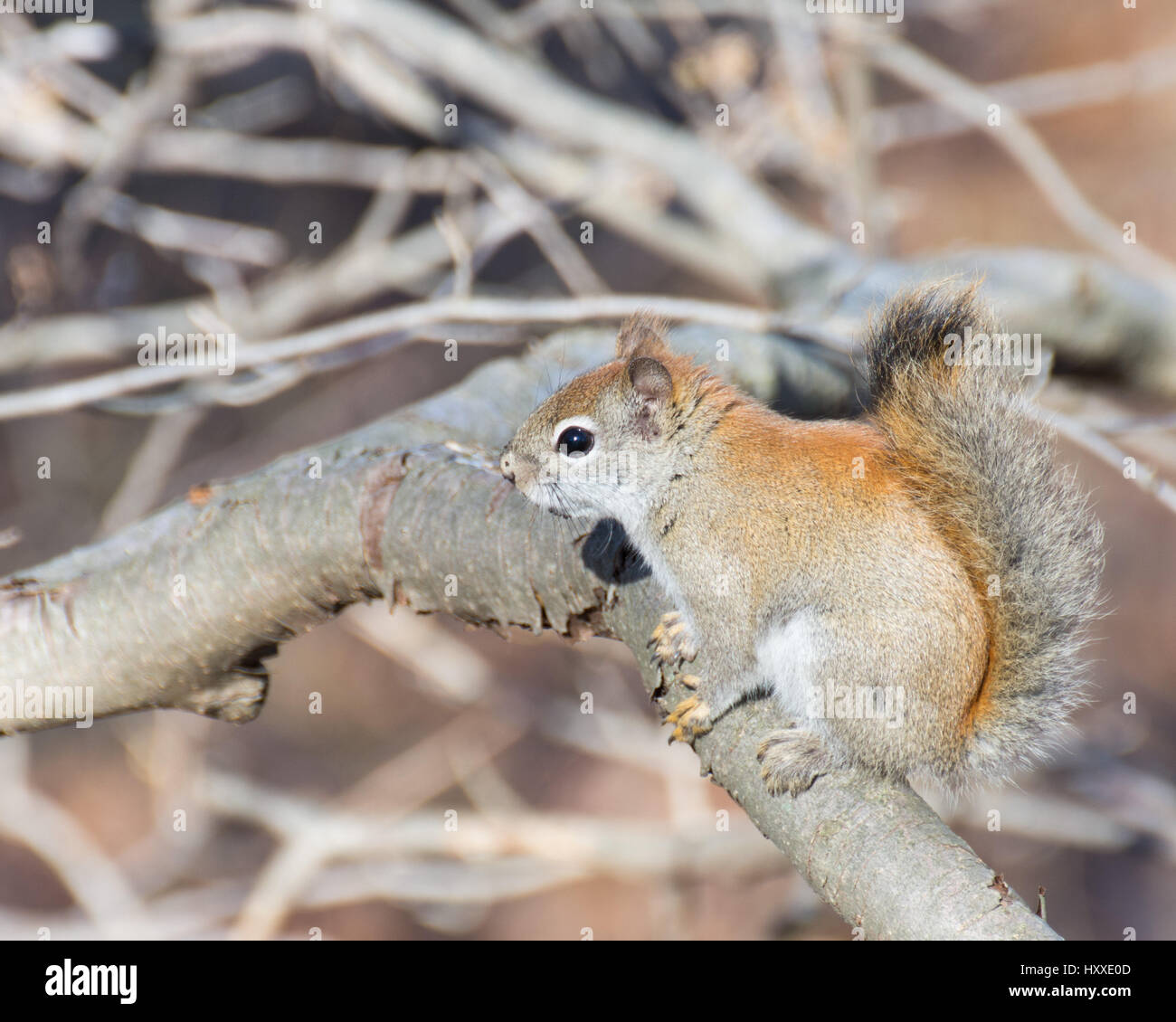 An American Red Squirrel in the woods at a nature trail Stock Photo - Alamy