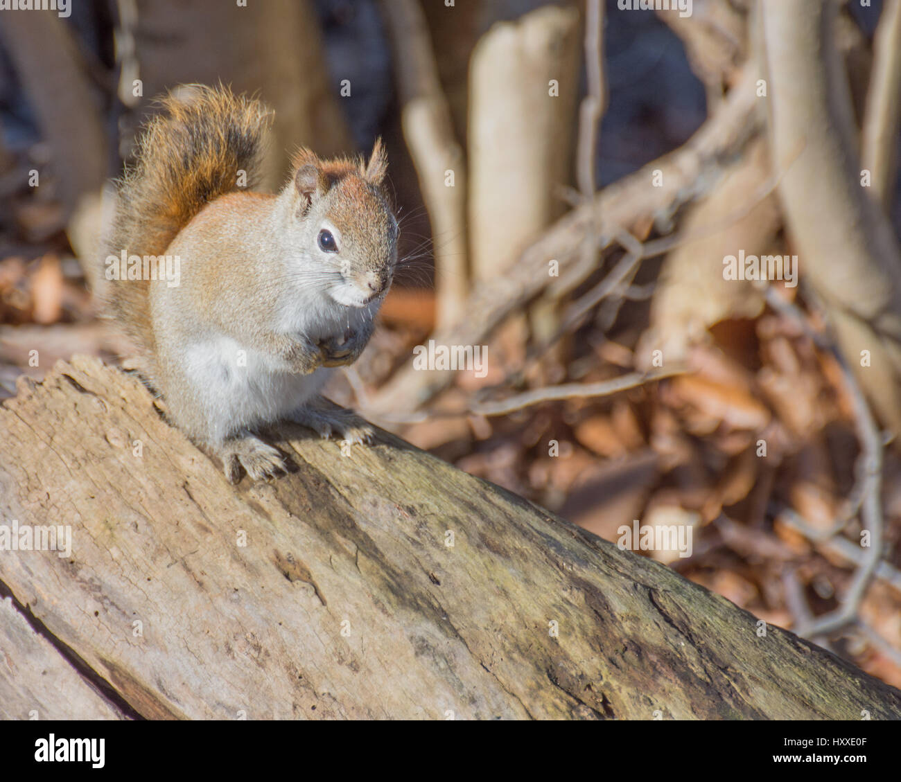 An American Red Squirrel in the woods at a nature trail Stock Photo - Alamy