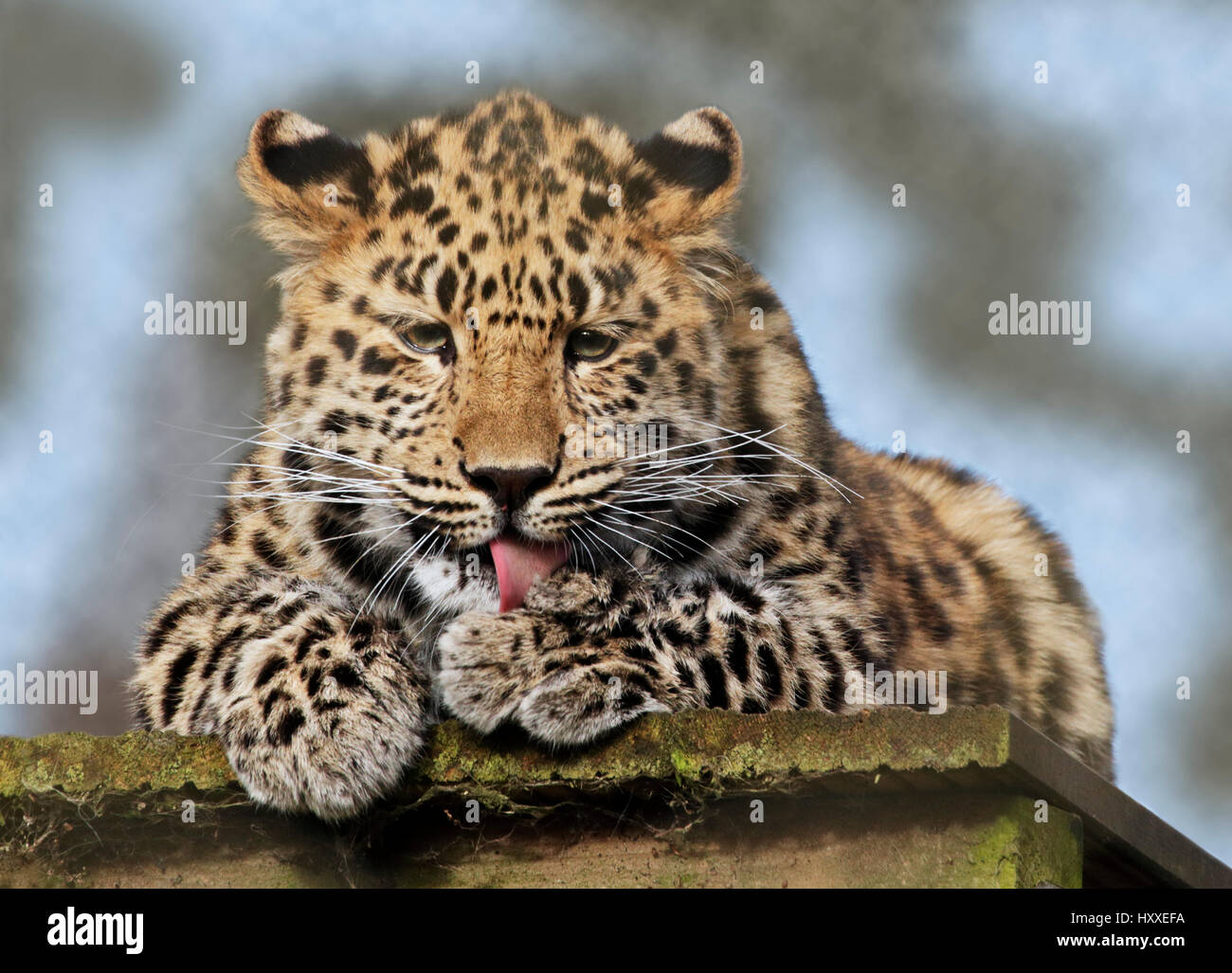 Amur Leopard (panther pardus orientalis) juvenile Stock Photo - Alamy