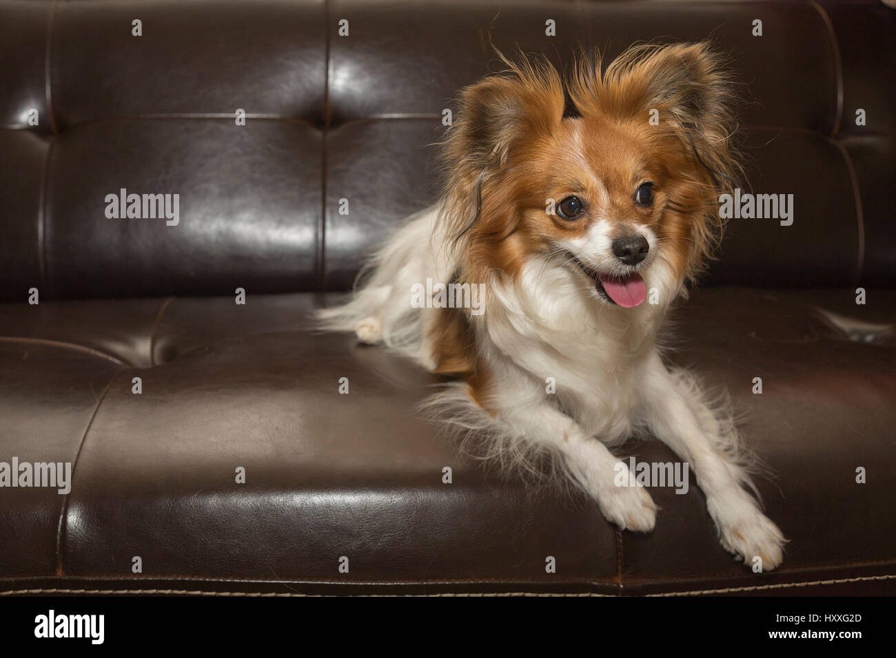 Papillon / Continental Toy Spaniel, Butterfly Dog Stock Photo - Alamy