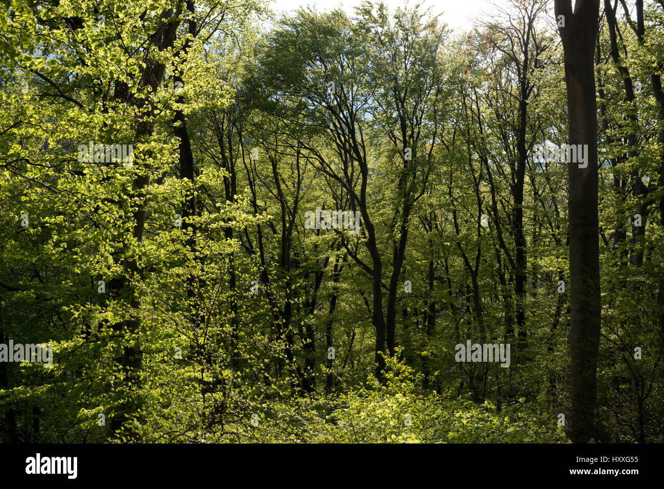 Vienna Woods Austria High Resolution Stock Photography and Images - Alamy