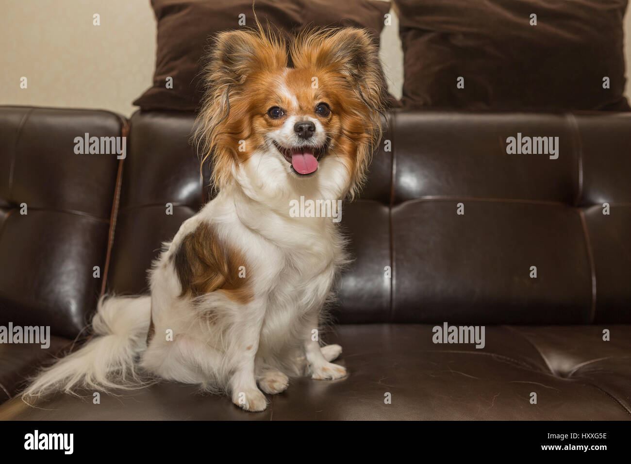Brown Papillon Puppies