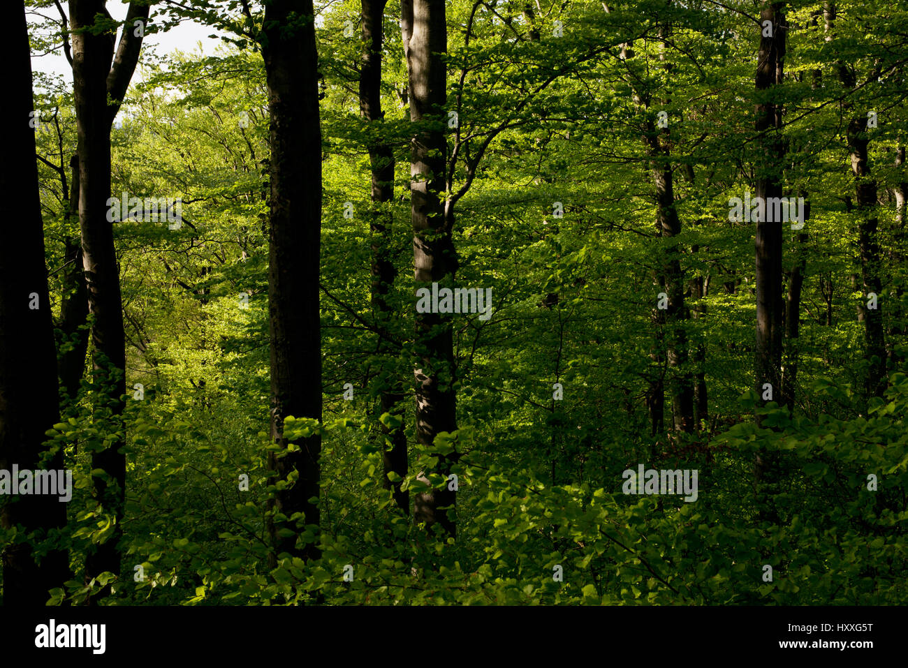 Vienna woods in wienerwald vienna woods hi-res stock photography and ...