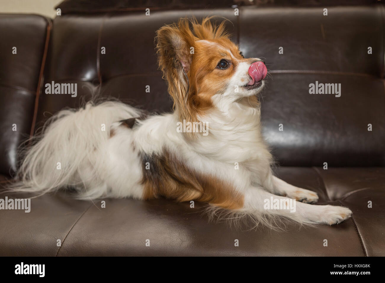 Brown Papillon Puppies