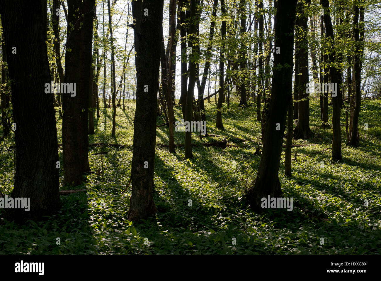 Vienna Woods forest in early spring, dark trees, green leaves of ...