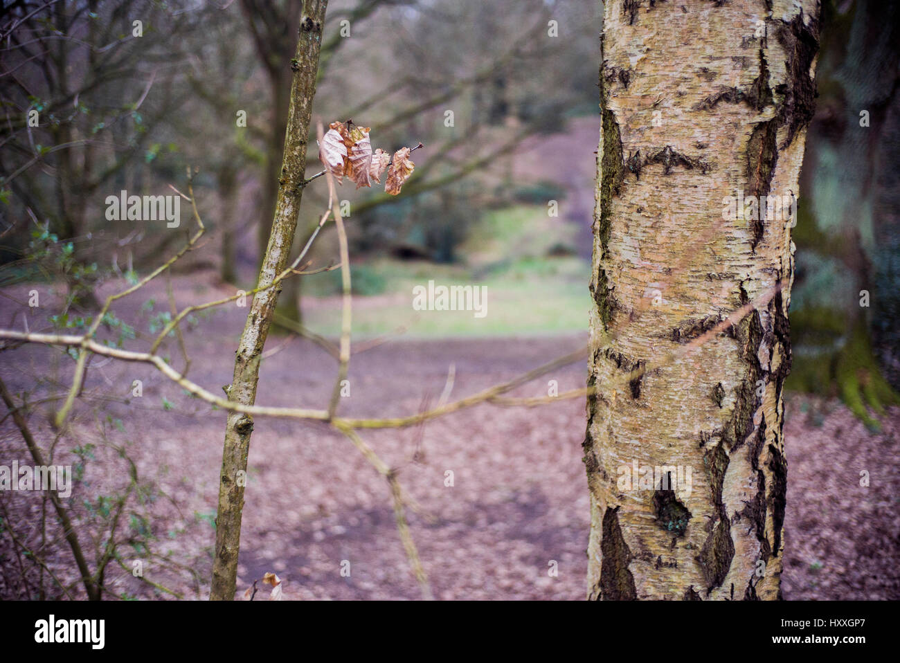 tree in parkland rust coloured leef Stock Photo - Alamy