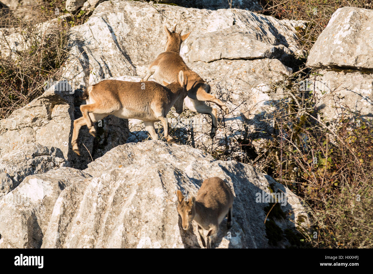 Himalayan Ibex Jumping