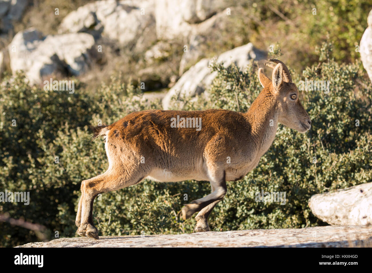 Ibex goat hi-res stock photography and images - Alamy