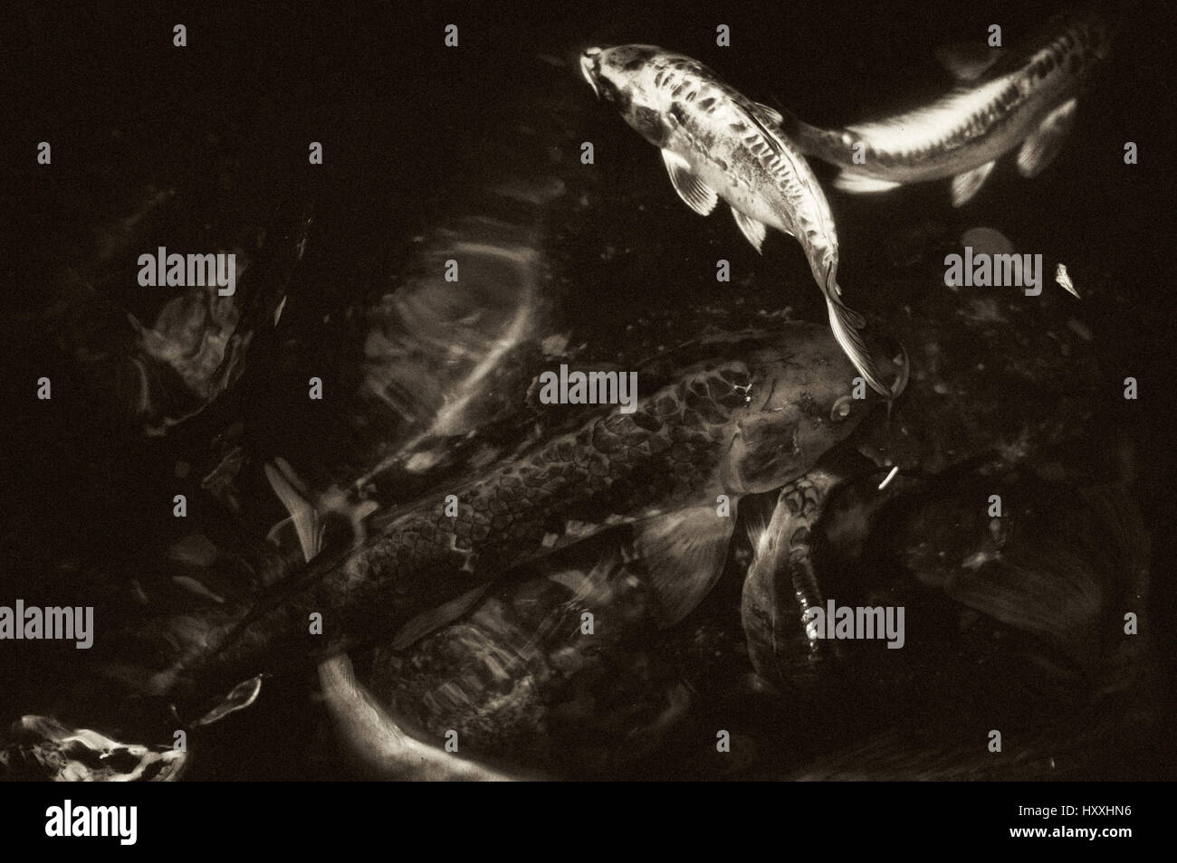 Superclass hi-res stock photography and images - Alamy