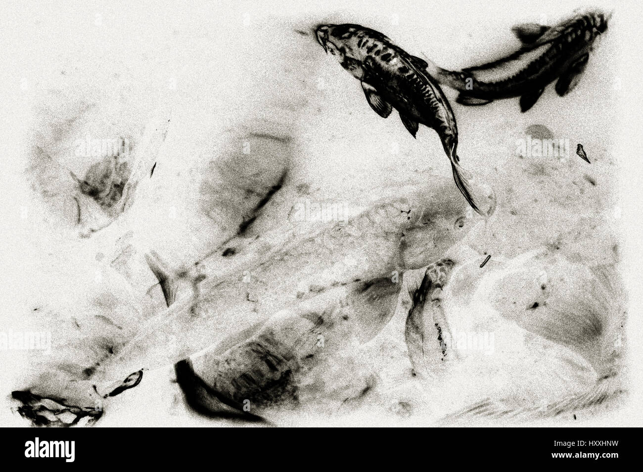 Aquatic vertebrates hi-res stock photography and images - Alamy