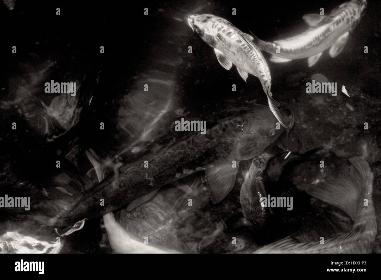 Aquatic vertebrates hi-res stock photography and images - Alamy