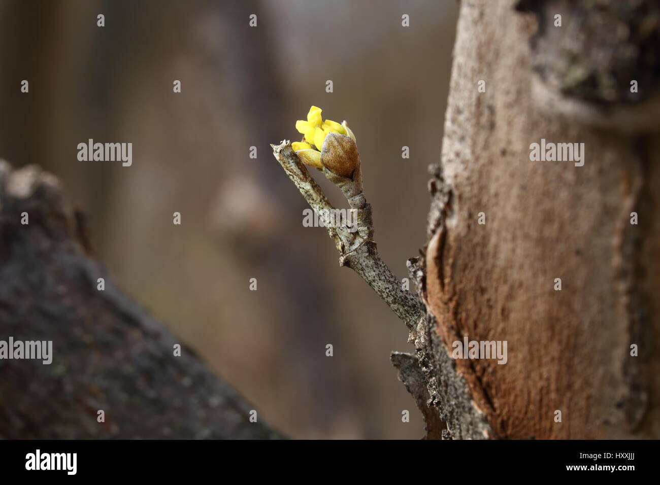 Japanese cornlian cherry flower Stock Photo - Alamy