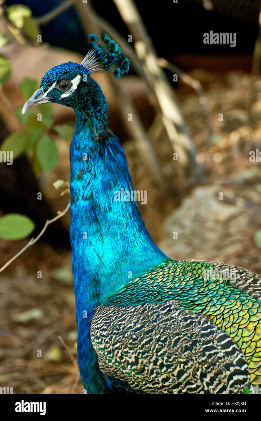 Photo head peacock, bird photo, animals image Stock Photo - Alamy