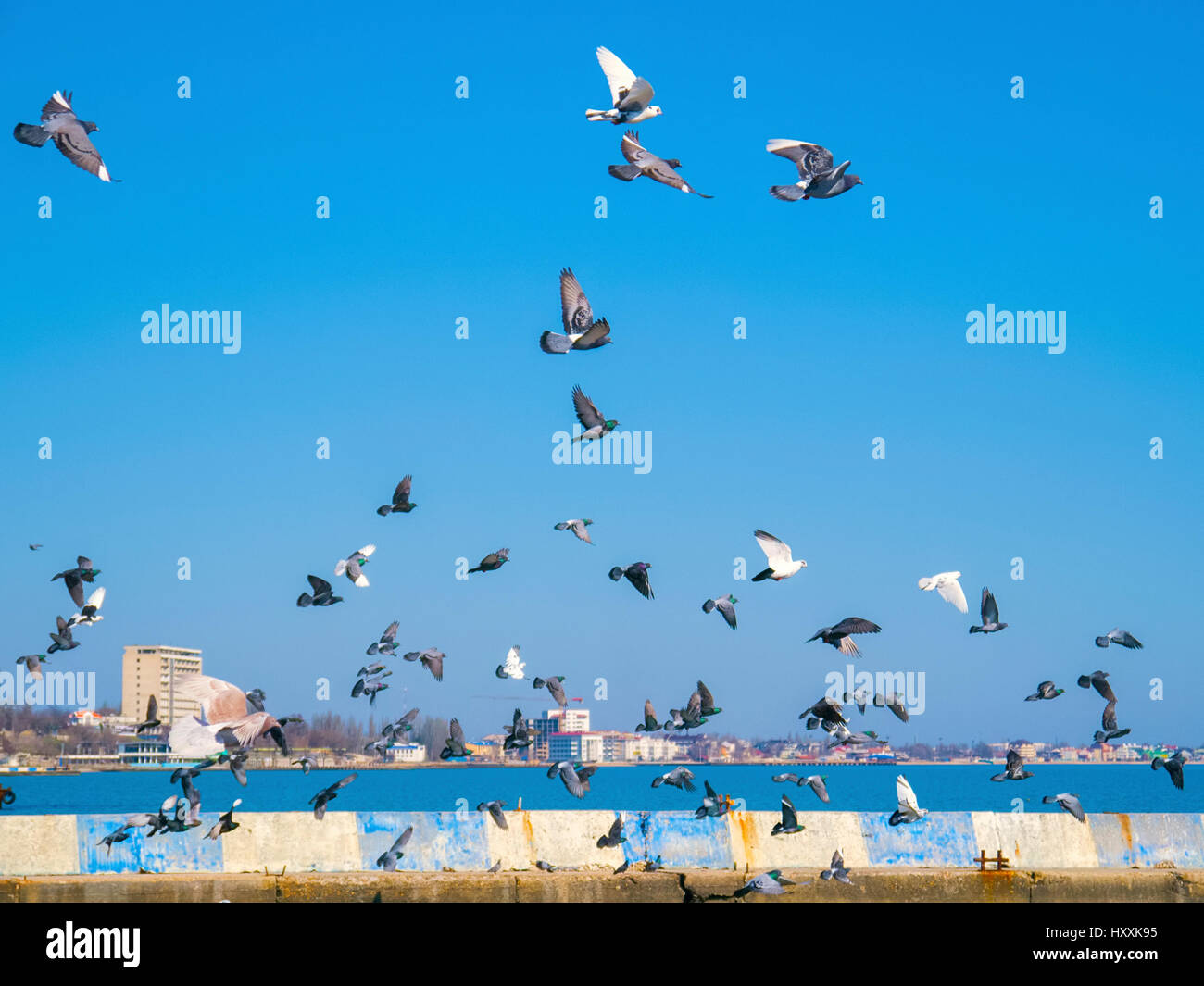 Training racing pigeons hi-res stock photography and images - Alamy
