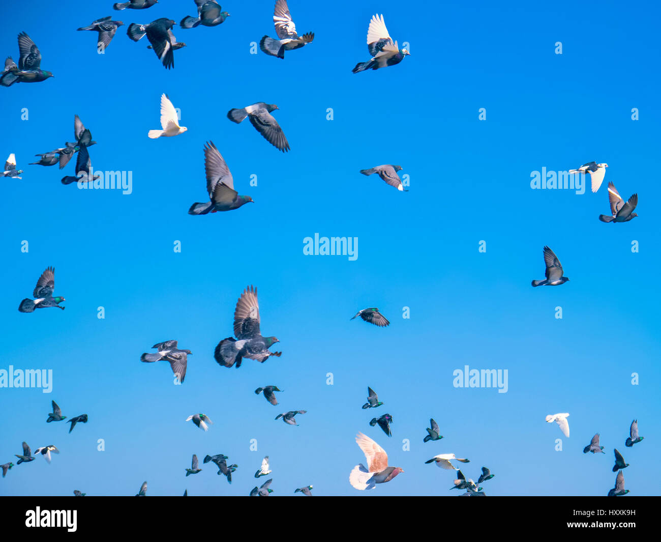 Training racing pigeons hi-res stock photography and images - Alamy
