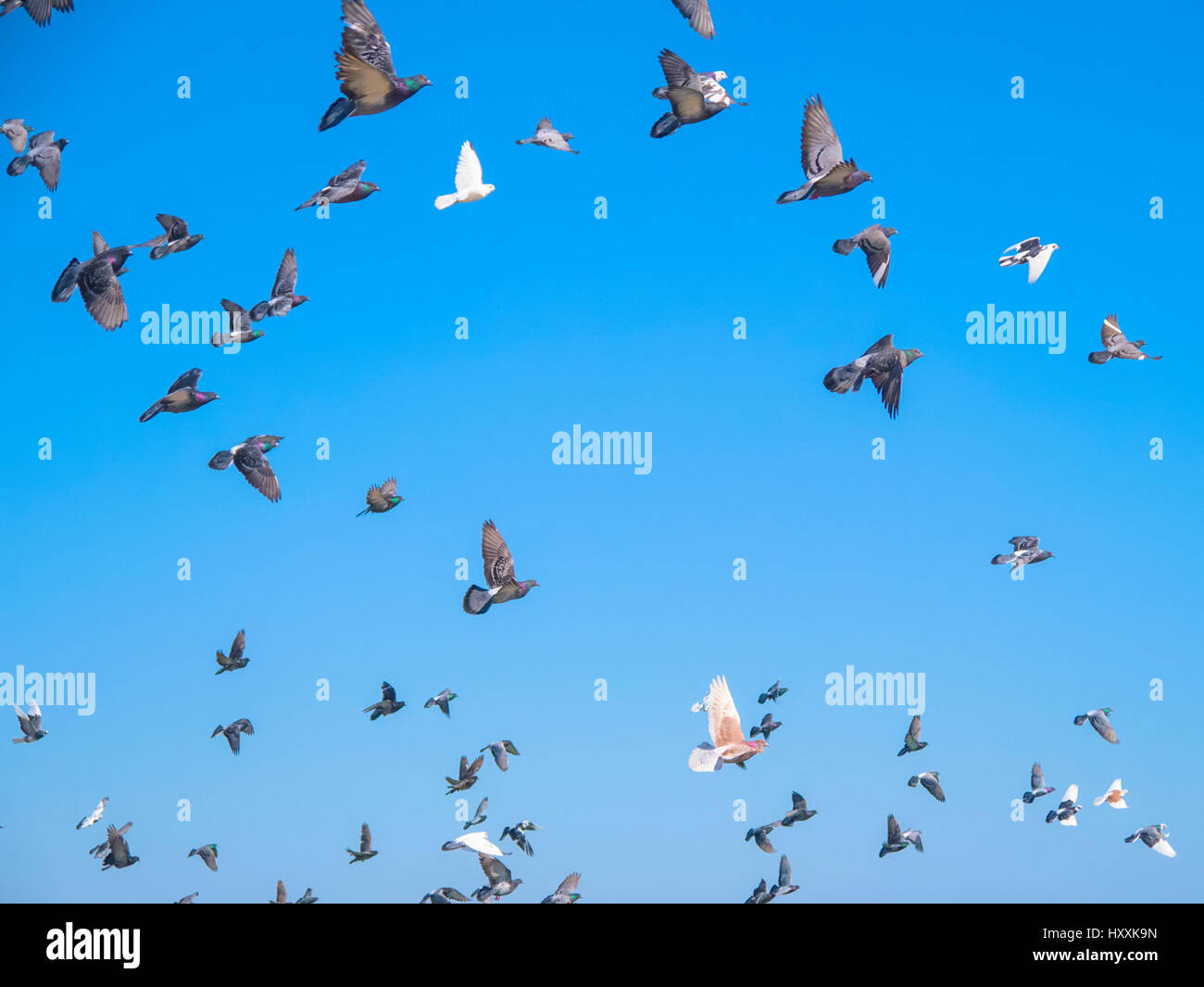 A lot of the pigeons on fly against the blue sky Stock Photo - Alamy