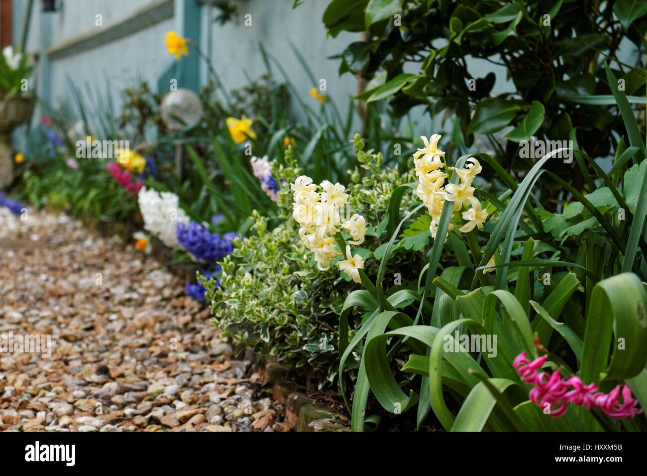 Hyacinths flower blooming in garden Stock Photo - Alamy