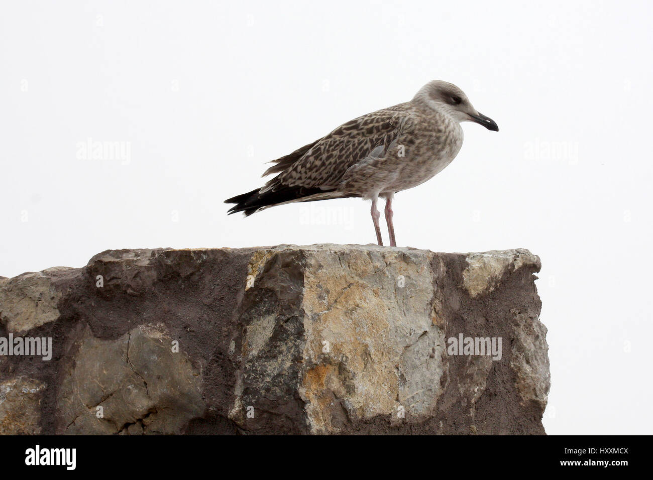 Bird taking time out. SeaGull above the clouds in Capri Stock Photo - Alamy