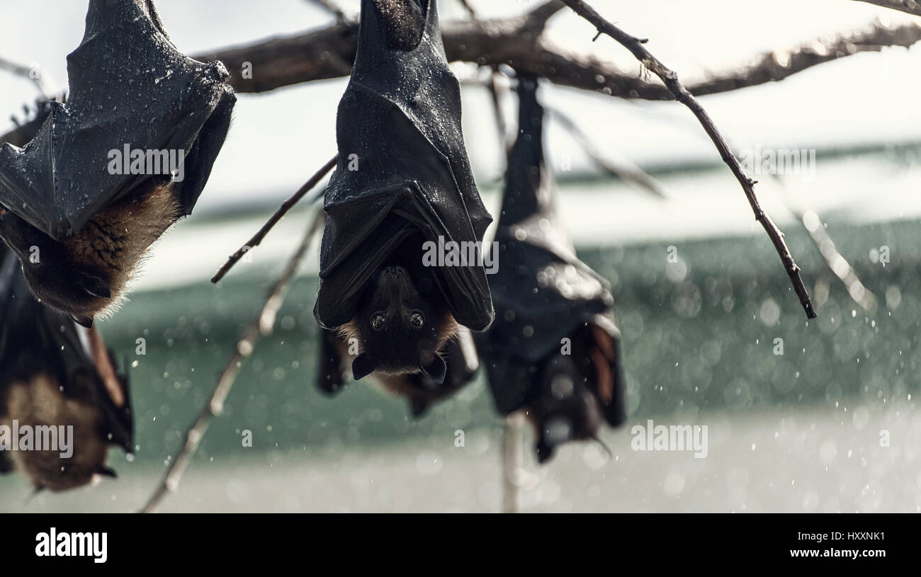 Megabat hi-res stock photography and images - Alamy