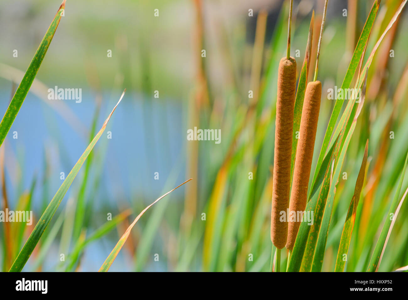 A Cattail on the shoreline of a pond in Pinellas, Florida Stock Photo ...