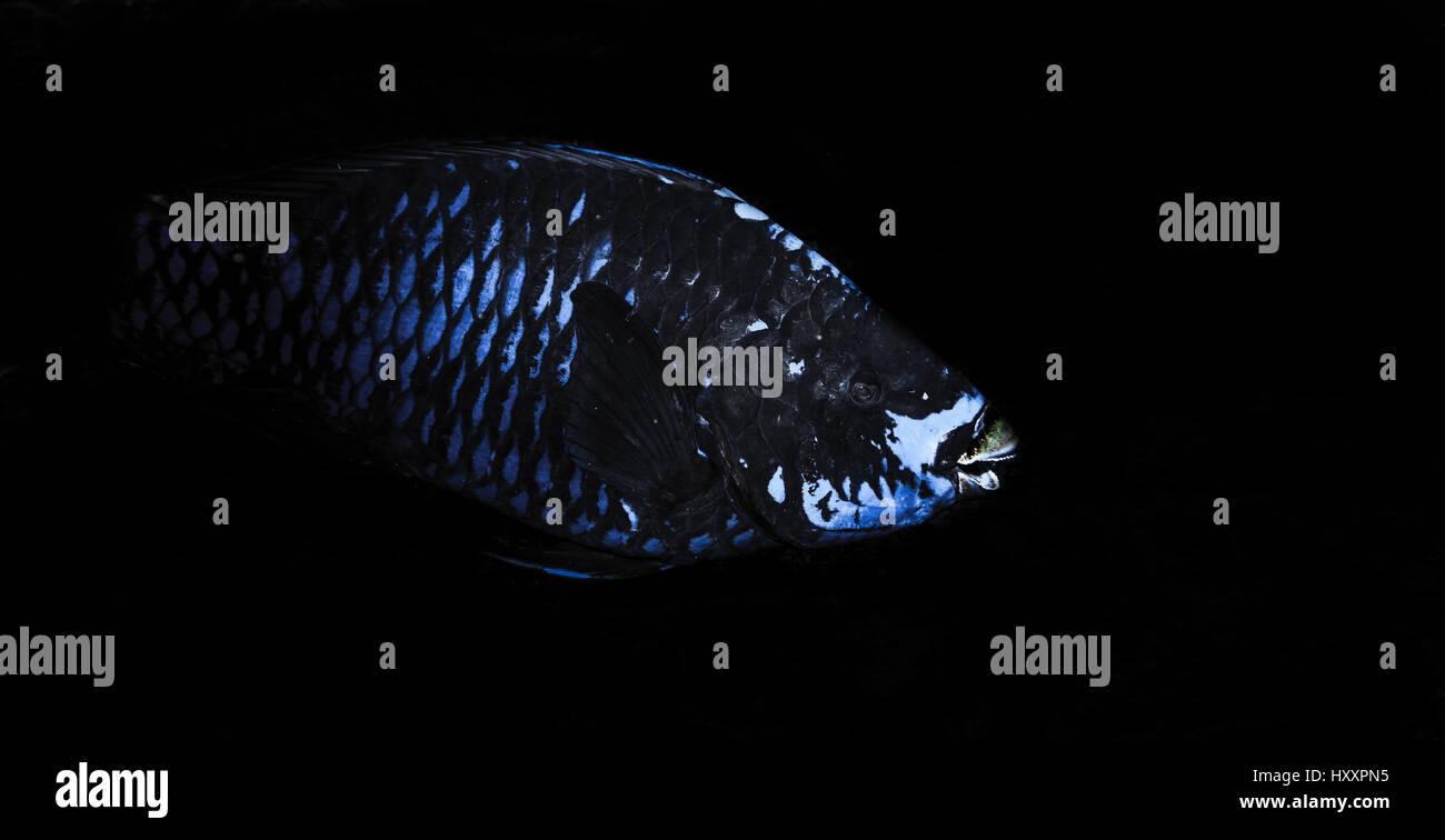 Midnight parrotfish hi-res stock photography and images - Alamy