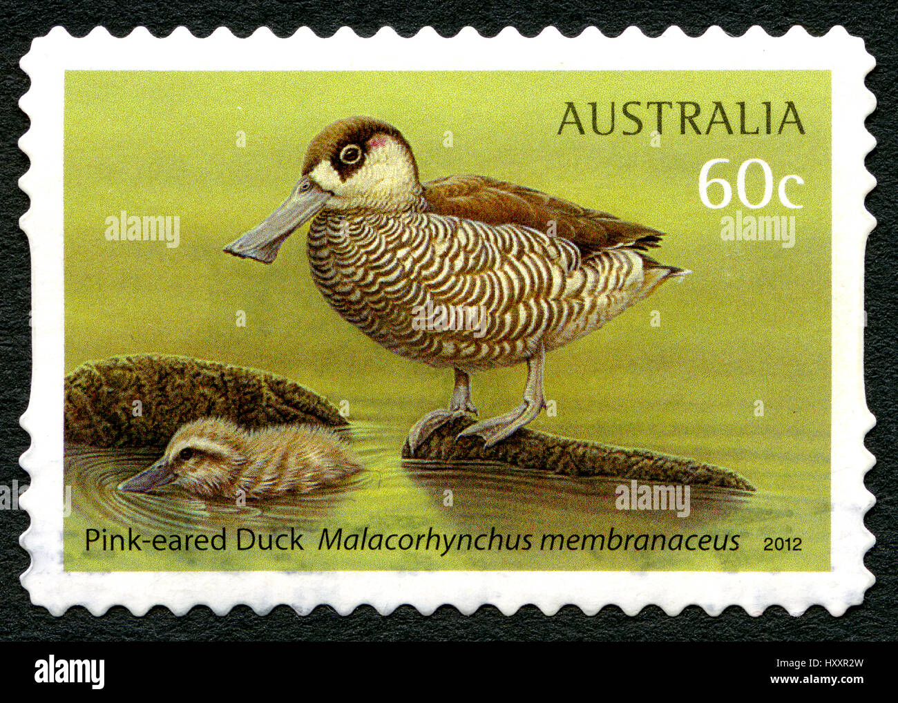 Australian duck species hi-res stock photography and images - Alamy