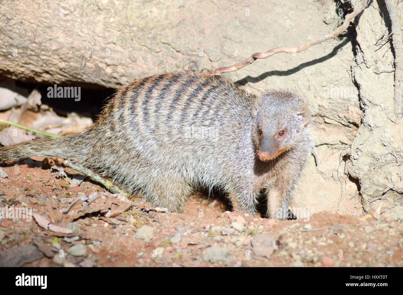 View of a striped mongoose in an enclosure of an animal park in France ...