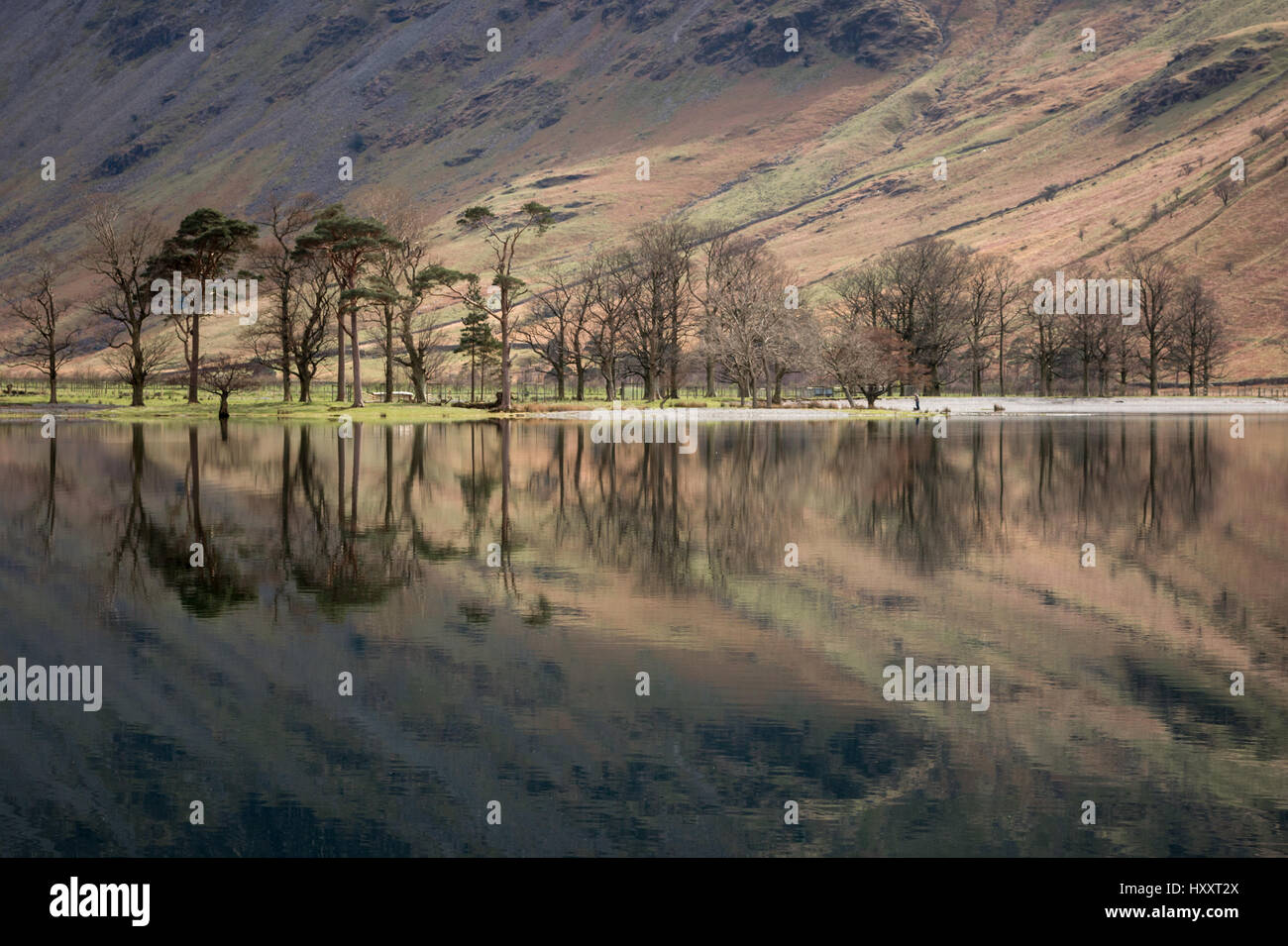 Pine trees, the sentinels, Buttermere lake, Cumbria, UK with ...