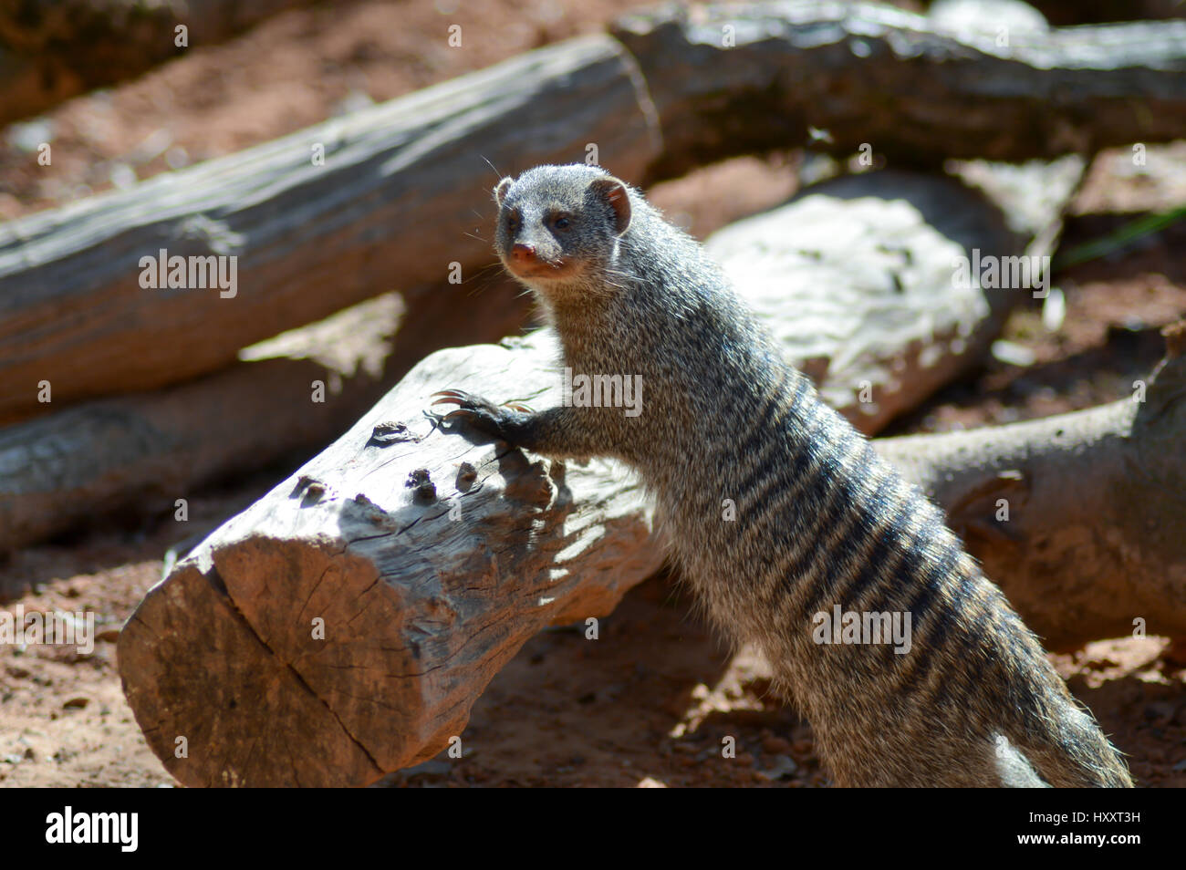 View of a striped mongoose in an enclosure of an animal park in France ...
