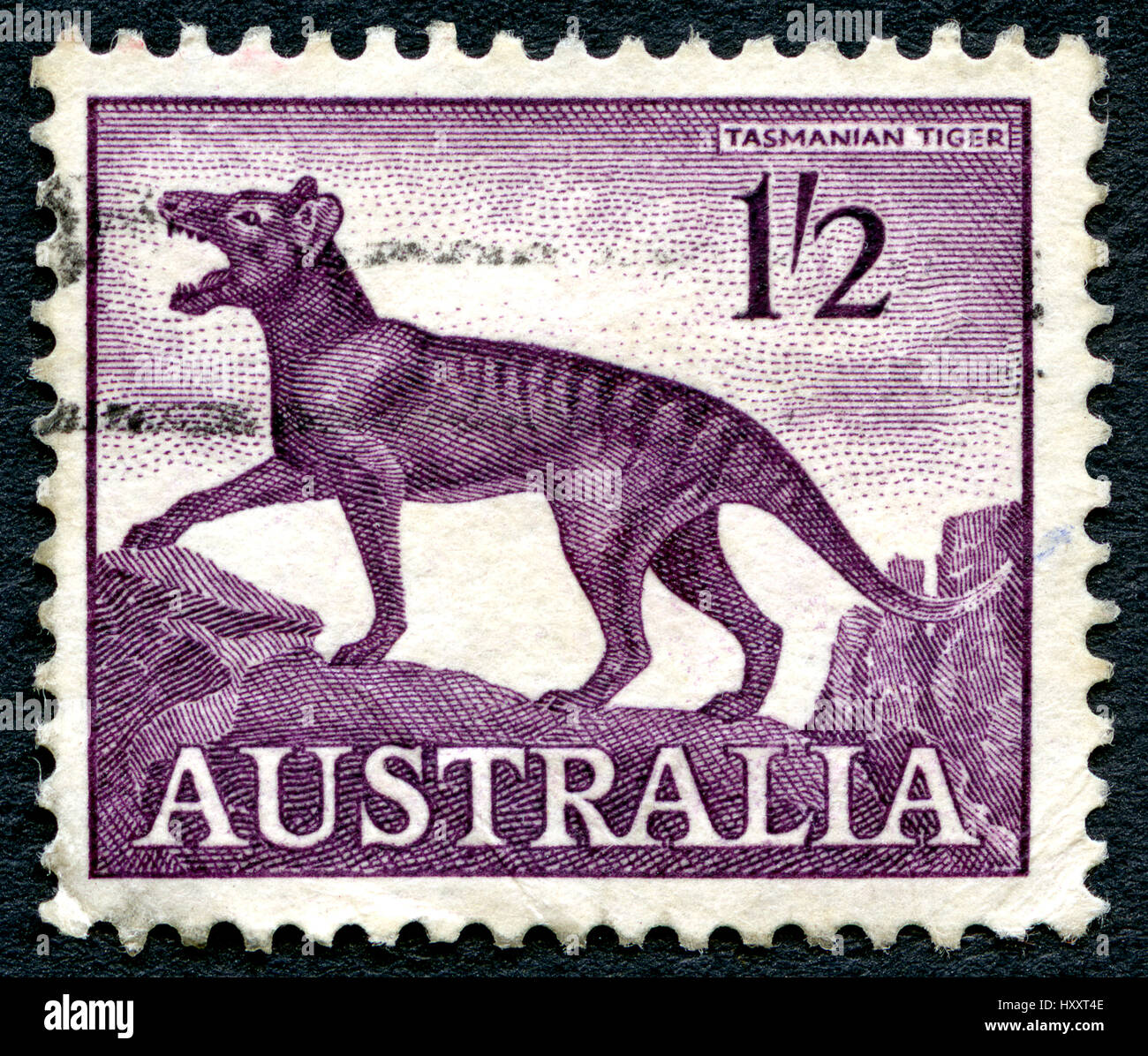 Australian Tasmanian Tiger