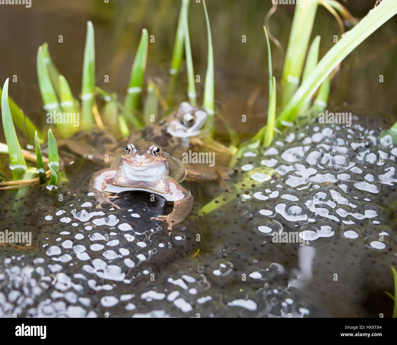 Frogspawn hi-res stock photography and images - Alamy