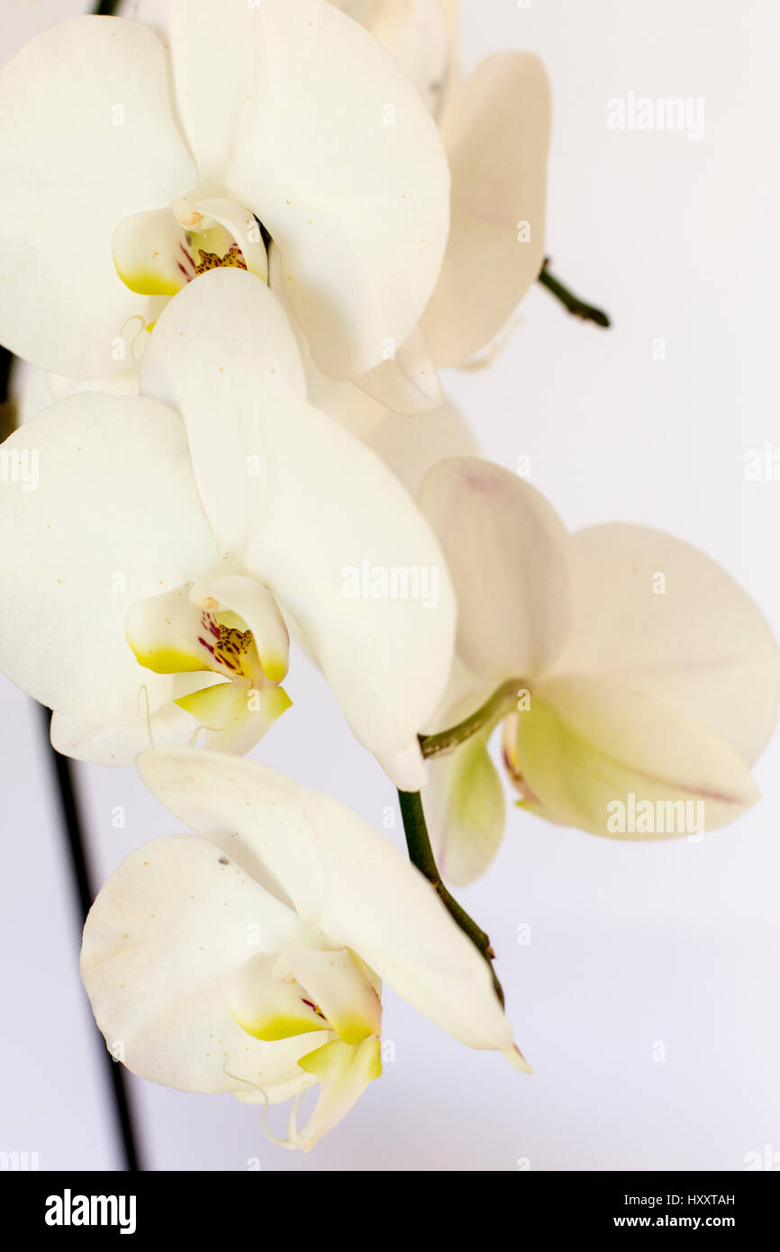 African orchard hi-res stock photography and images - Alamy