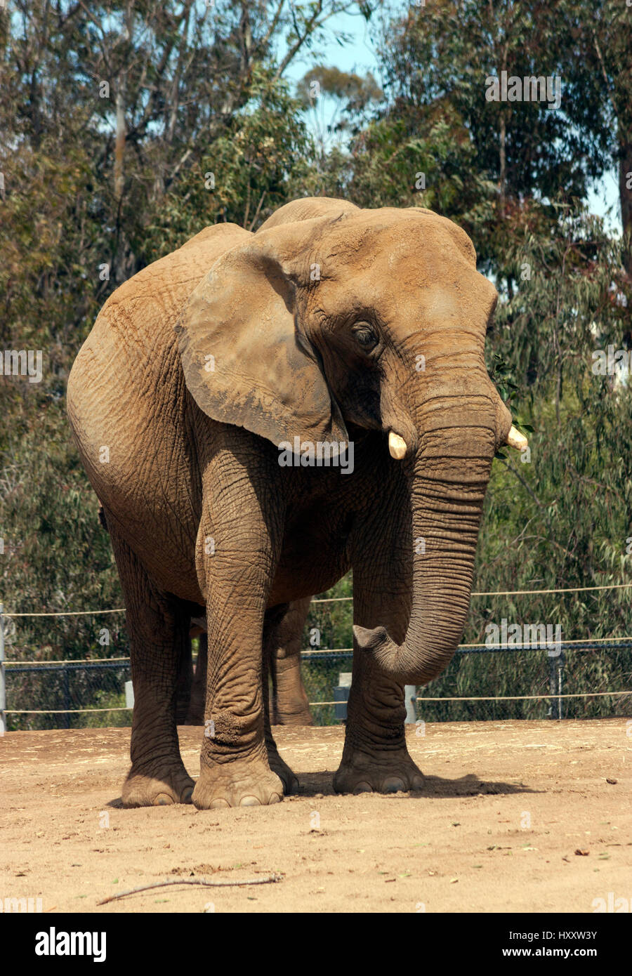 Asian Elephant in Denver Stock Photo - Alamy