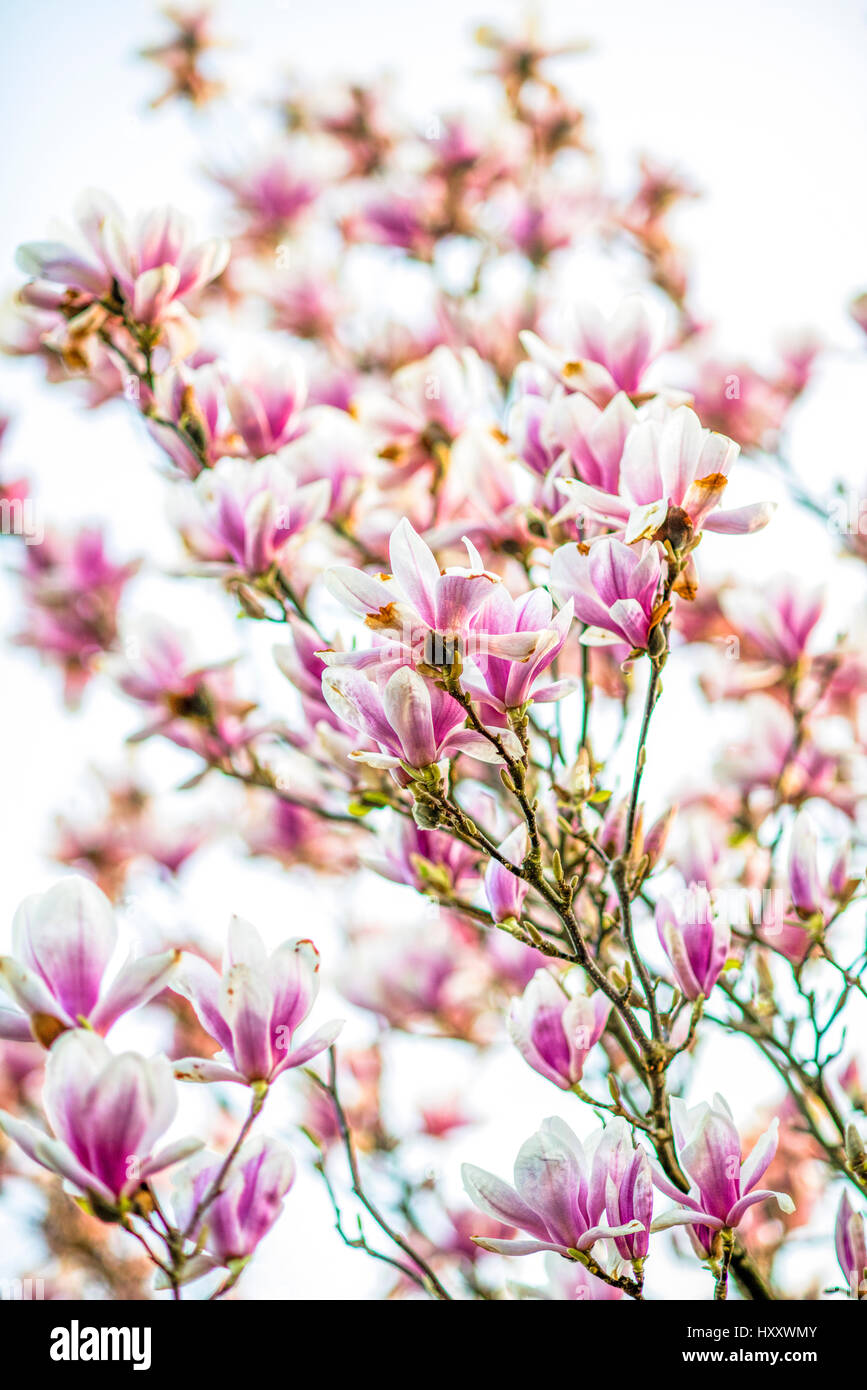 Bunch of magnolia pink flower over white background, summer time Stock ...