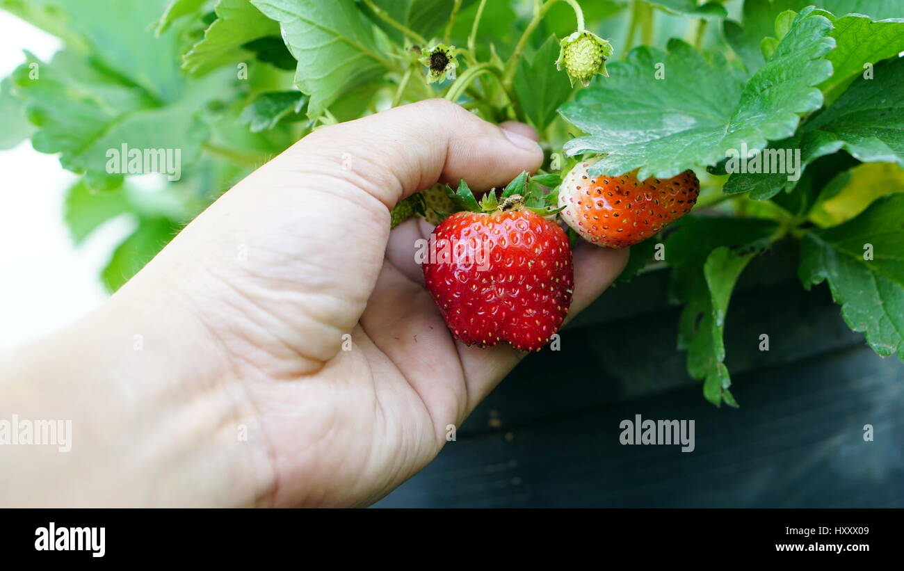 Strawberry flavor and fragrance are popular, Strawberry are used widely ...