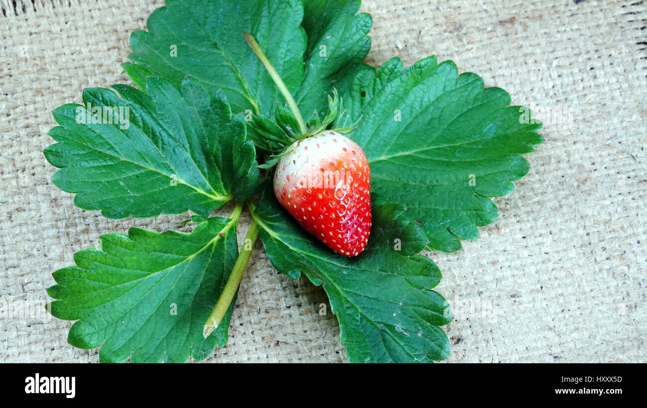Strawberry flavor and fragrance are popular, Strawberry are used widely ...
