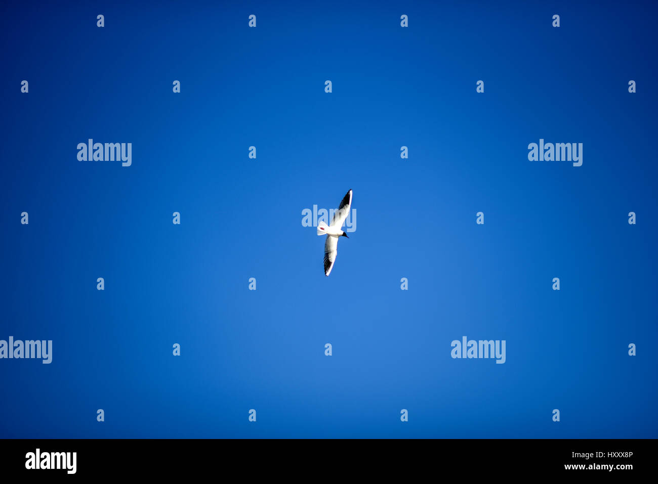 Winete hi-res stock photography and images - Alamy