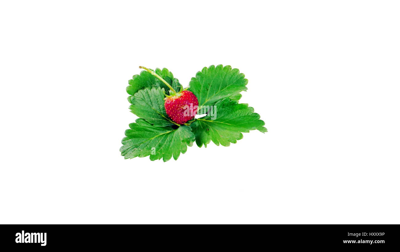 Strawberry flavor and fragrance are popular, Strawberry are used widely ...