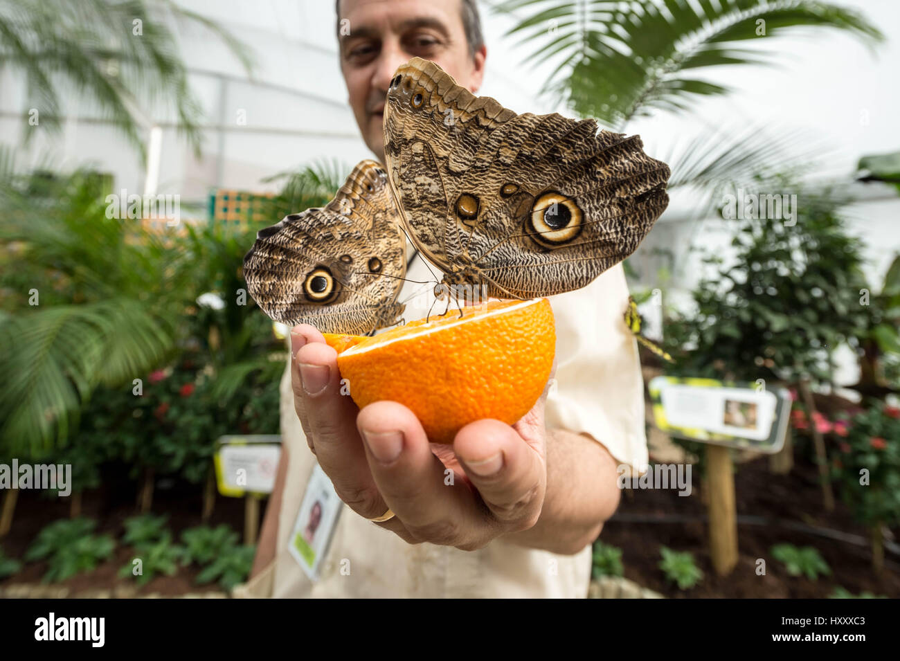 London, UK. 30th March, 2017. Live tropical butterflies fill the ...