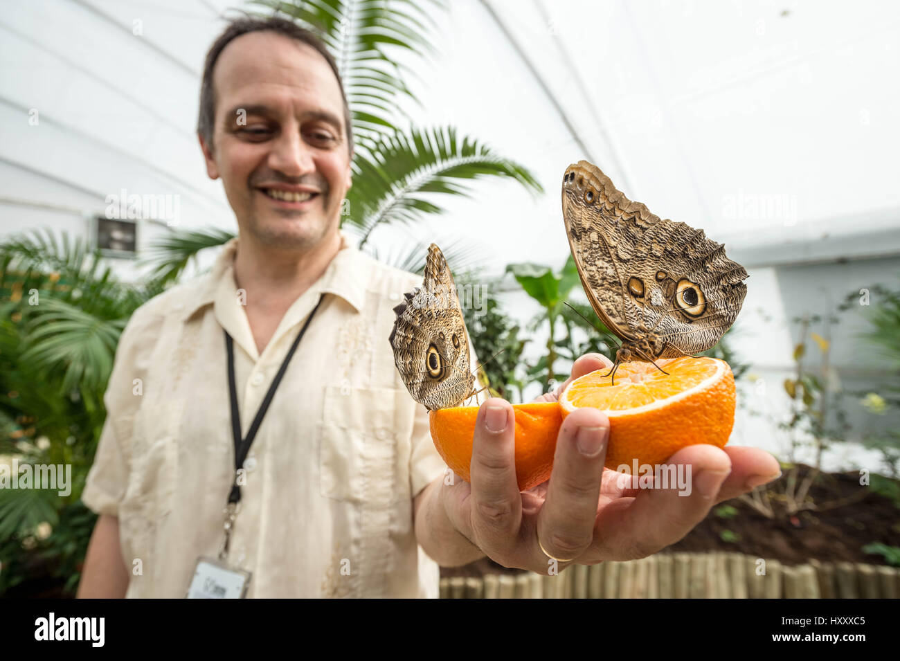 London, UK. 30th March, 2017. Live tropical butterflies fill the ...