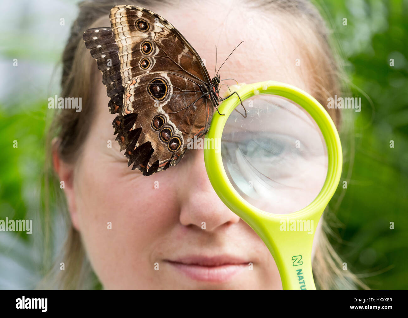 London, UK. 30th March, 2017. Live tropical butterflies fill the ...