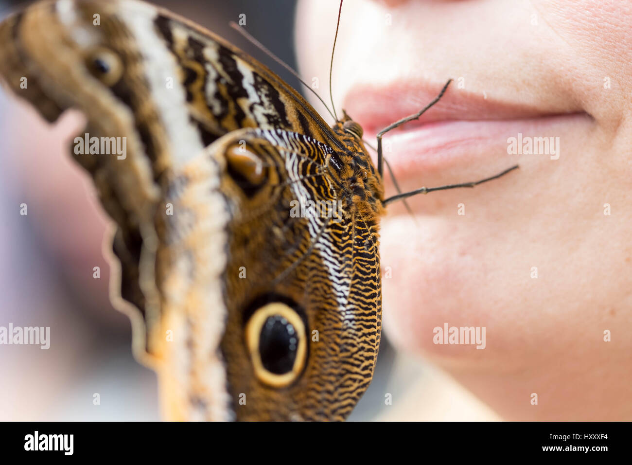 London, UK. 30th March, 2017. Live tropical butterflies fill the ...