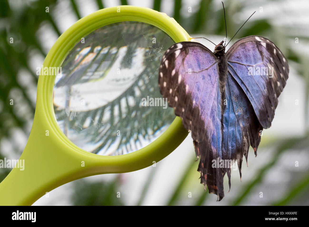 London, UK. 30th March, 2017. Live tropical butterflies fill the ...
