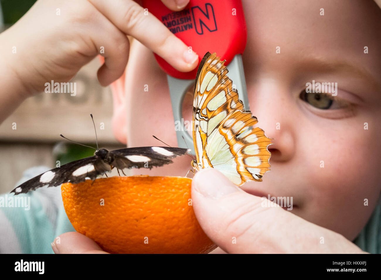London, UK. 30th March, 2017. Live tropical butterflies fill the ...