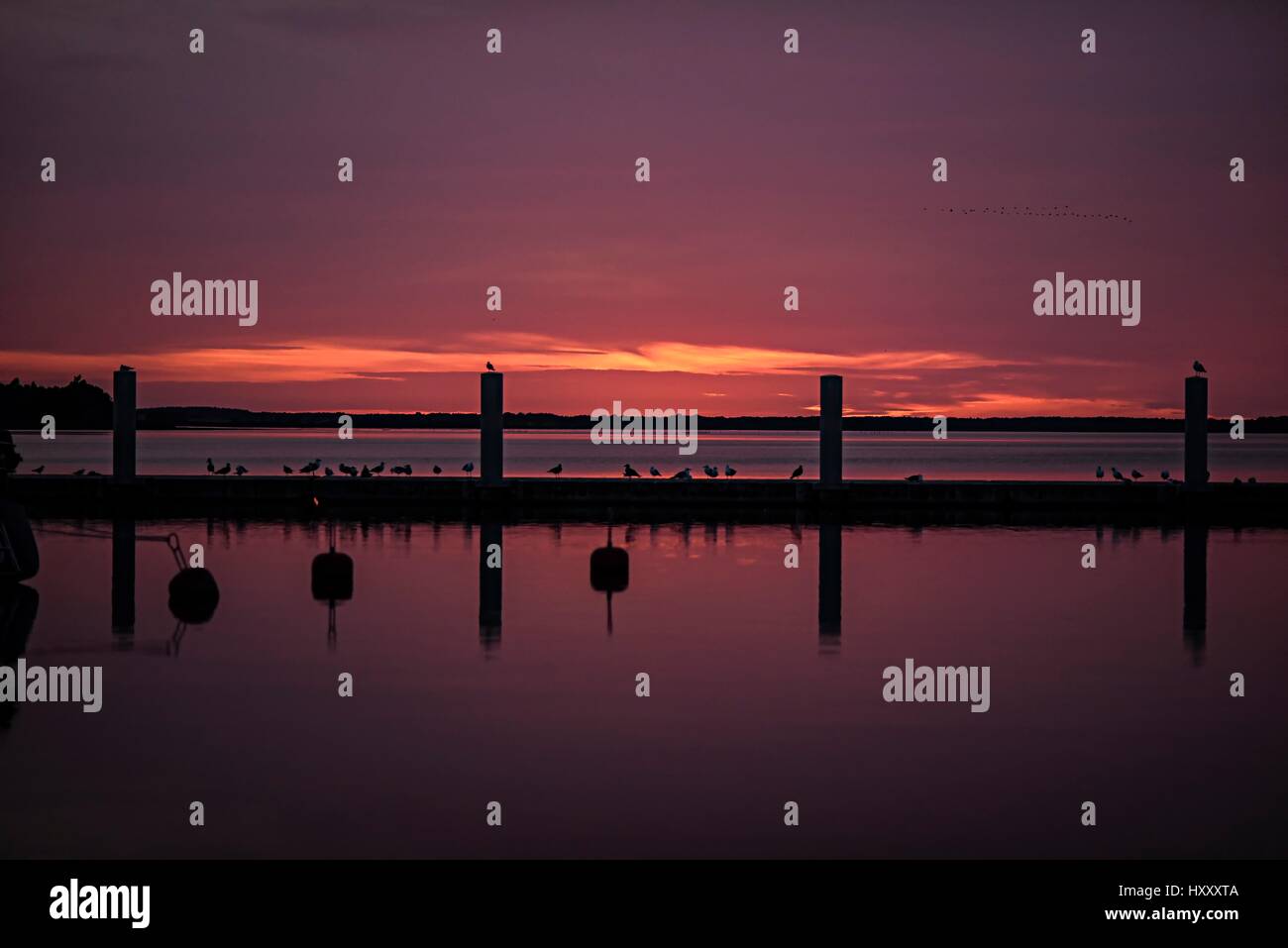 Pink sunset inmarine with a birds sitting on a jetty Stock Photo - Alamy